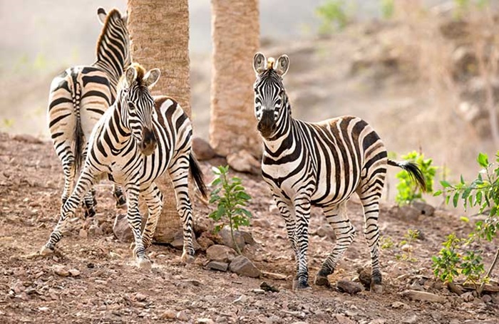 Eurostars Las Salinas & Oasis Wildlife - Caleta De Fuste hotels ...