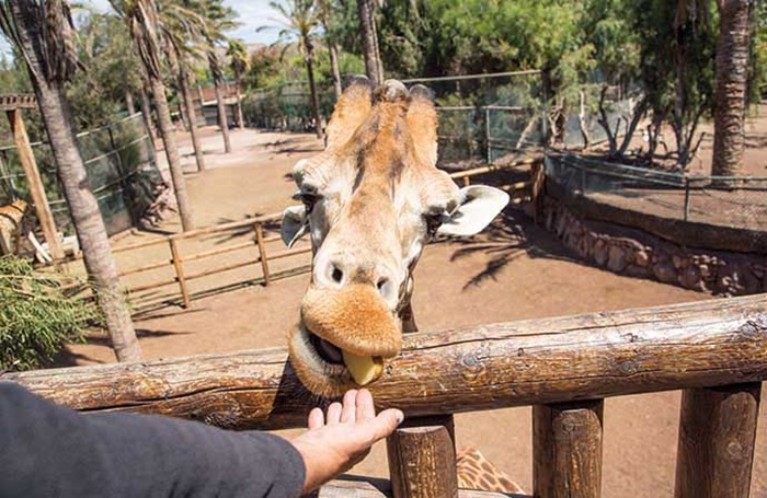 Eurostars Las Salinas & Oasis Wildlife - Caleta De Fuste hotels ...