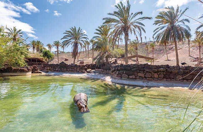 Chatur Hotel Costa Caleta & Oasis Wildlife - Caleta De Fuste hotels ...
